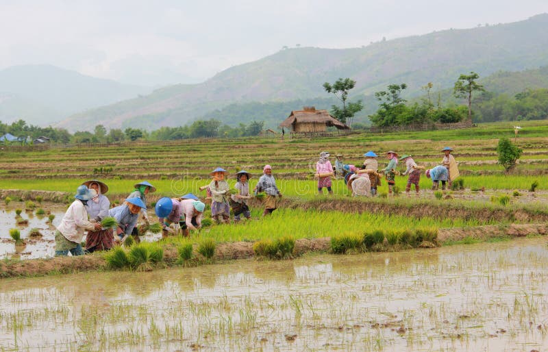 Farmer paddy rice in field editorial stock image. Image of green - 45009364