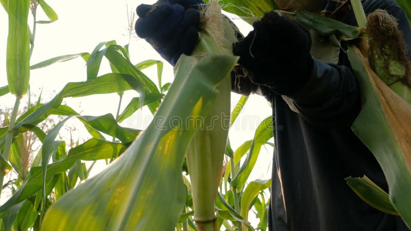 Farmer Peeling Corn on the Trunk and Breaking Out with Sunny Stock ...