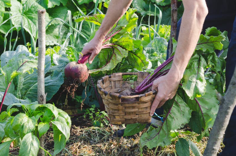 Farmer picking beets. stock image. Image of cultivated - 122054909