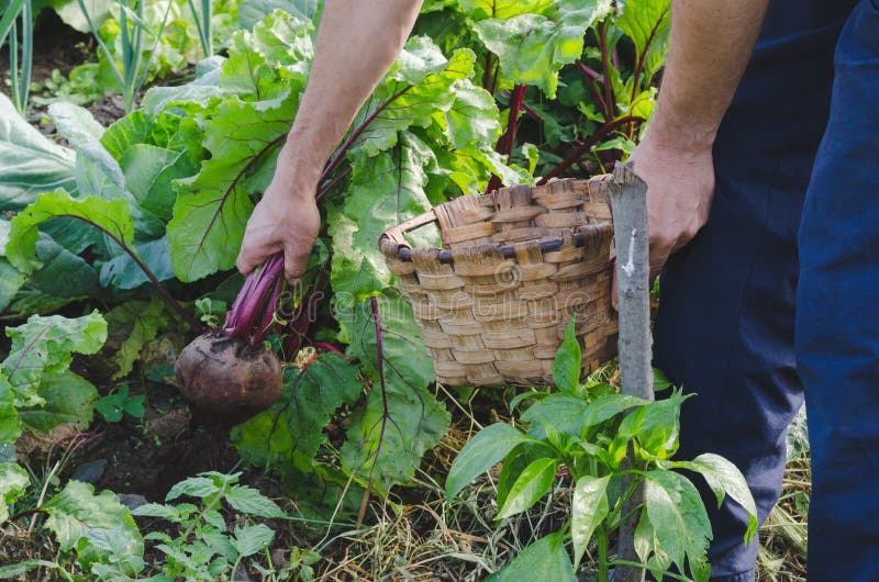 Farmer picking beets. stock image. Image of hands, ingredient - 122054965