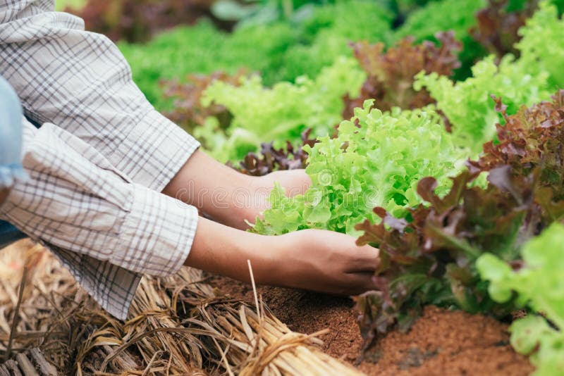 Farmer Picking Fresh Organic Vegetables Form Garden Stock Image - Image ...