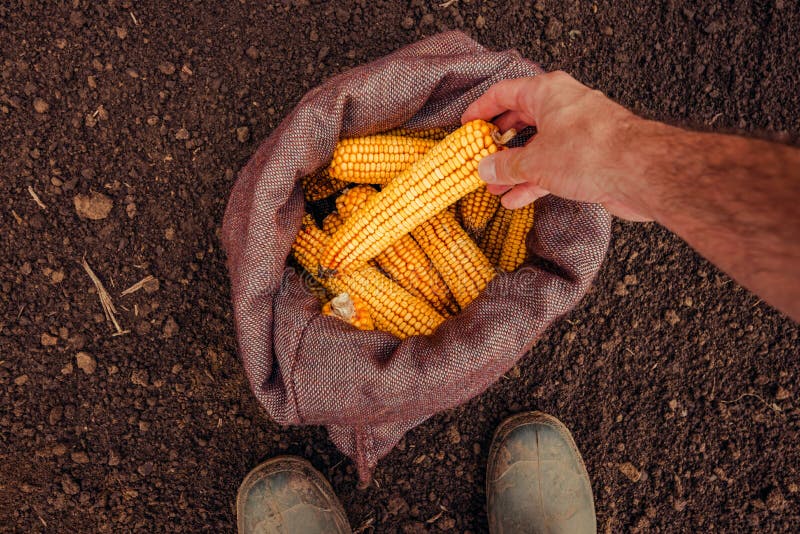 Picking Corn Kernels Stock Photos - Free & Royalty-Free Stock Photos ...