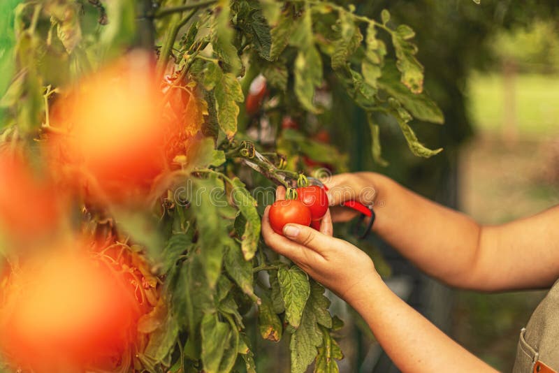 Farmer is Picking Red Tomatoes Stock Image - Image of produce, tomato ...