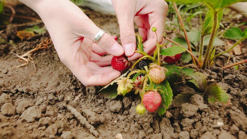 Farmer Picking Strawberry at Strawberry Farm, Front View. Stock Image ...