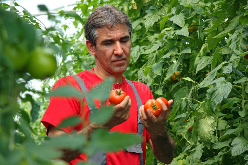 Farmer picking tomato stock photo. Image of agriculture - 25104900