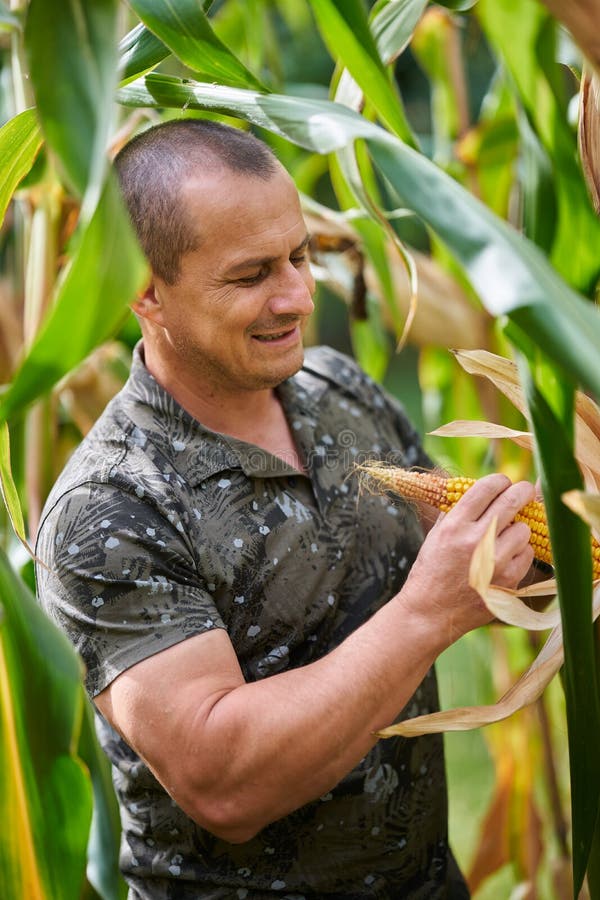 Farmer harvesting corn stock image. Image of focus, nature - 232125255