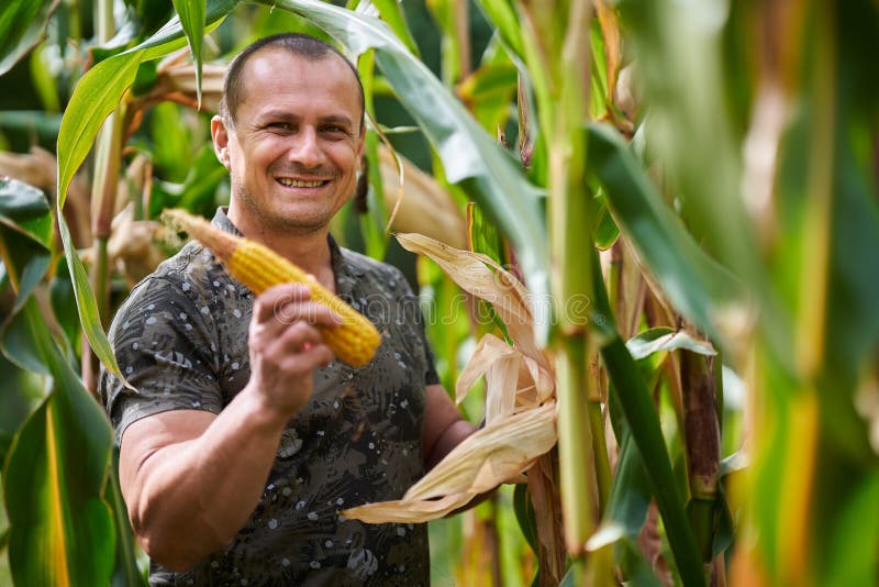 Old man harvesting corn stock photo. Image of pensioner - 51703598