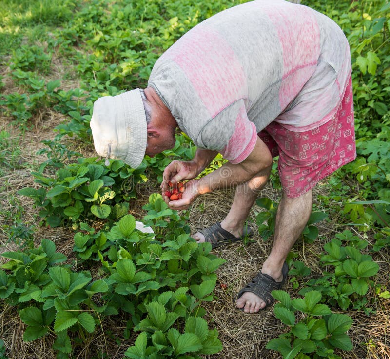 Farmer Picking Up Strawberries Stock Photo - Image of collect, basket ...