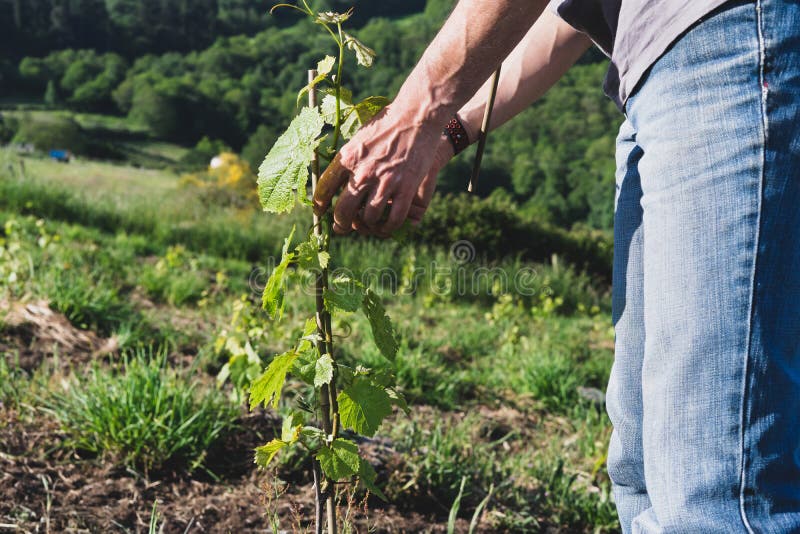 Farmer Placing the Vine Plants on the Stakes. Work in the Vineyard ...