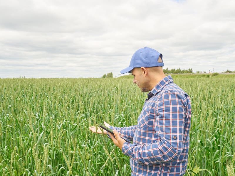 Farmer in Plaid Shirt Controlled His Field Looking at Tablet Stock ...