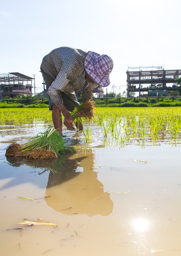 Farmer planting buildings stock photo. Image of agriculture - 41007916