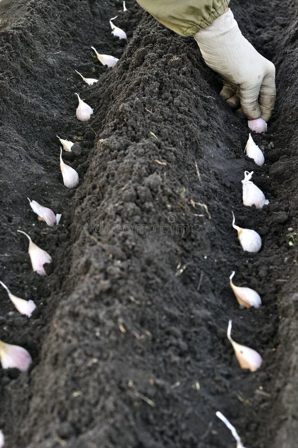 Farmer planting garlic stock photo. Image of farmer, farm - 82230864