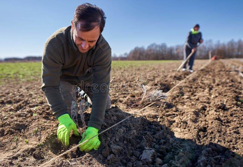 Farmer planting lavender stock photo. Image of health - 175751406