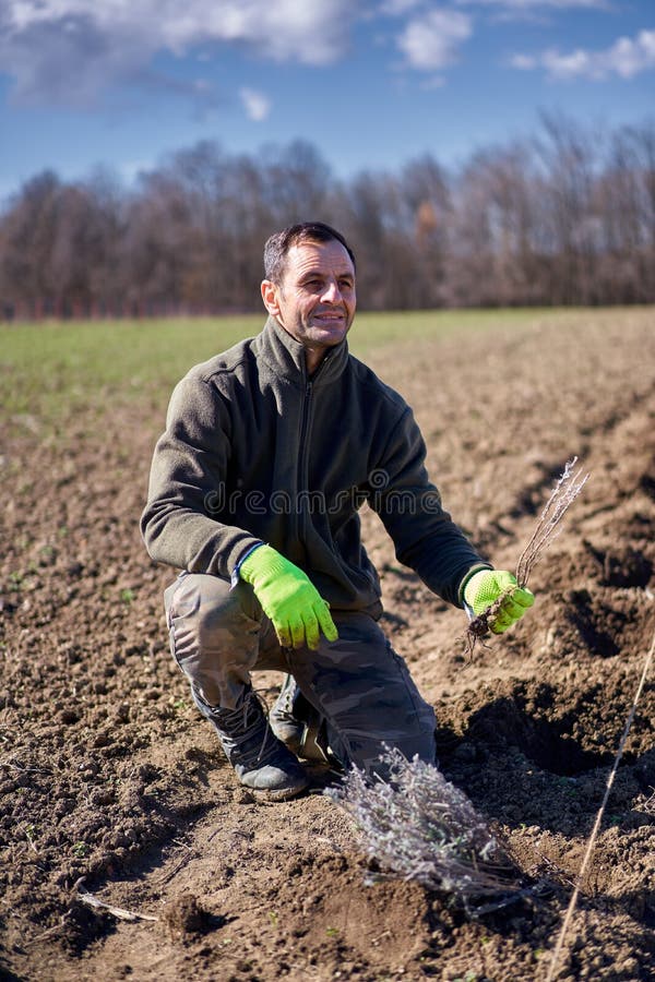 Farmer planting lavender stock photo. Image of nature - 175751420