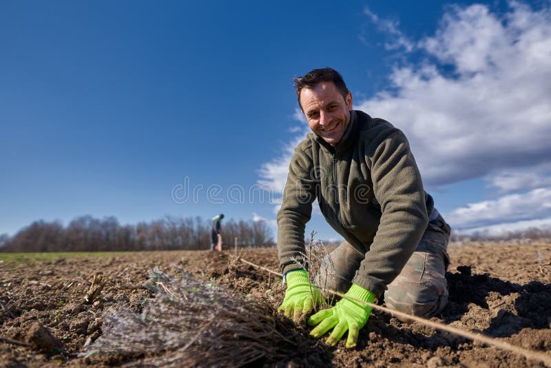 Farmer planting lavender stock image. Image of growing - 175751441