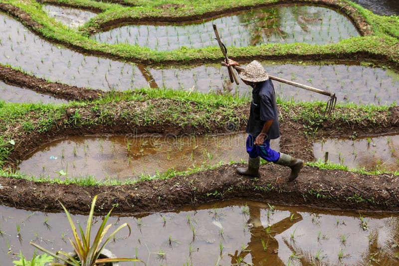 The Farmer Planting on the Organic Paddy Rice Farmland Stock Image ...