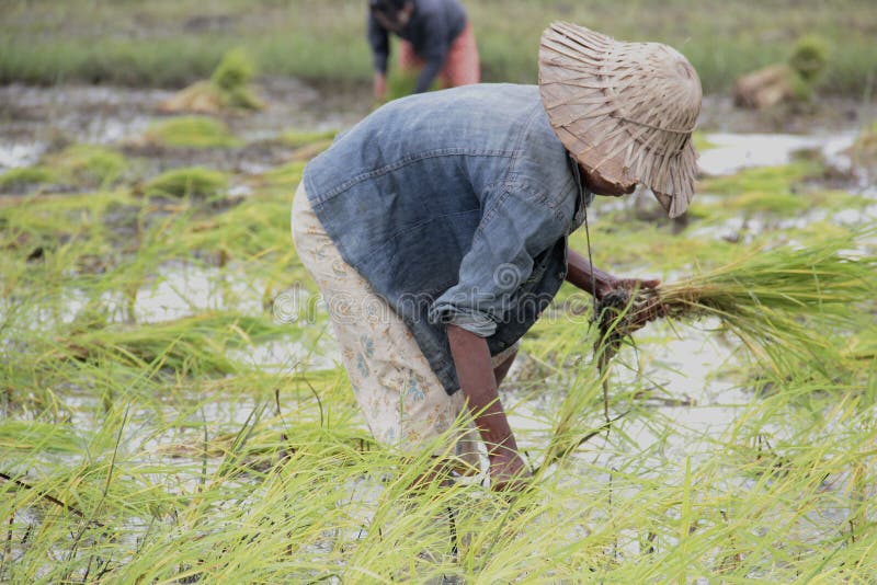 Farmer planting paddy rice editorial image. Image of farmer - 57268865