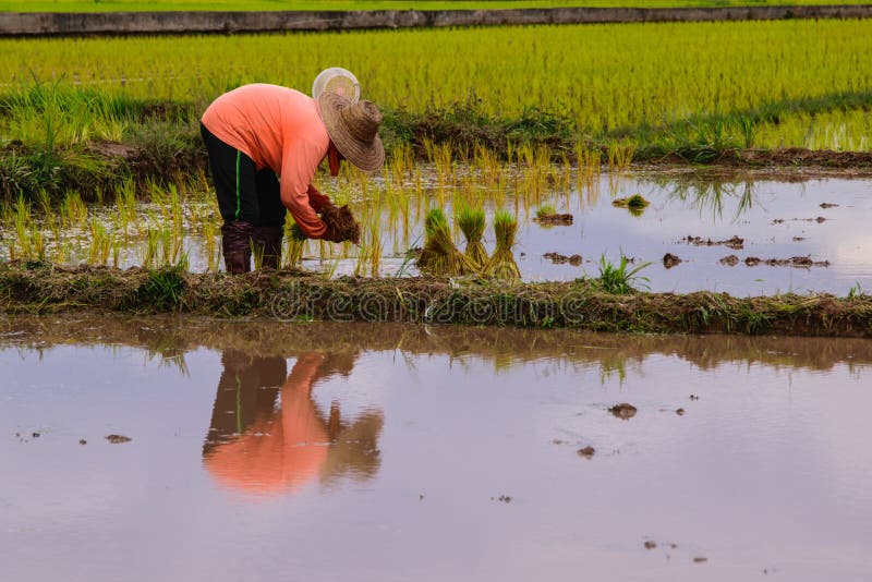 Farmer Planting on Paddy Rice Farmland Stock Image - Image of field ...
