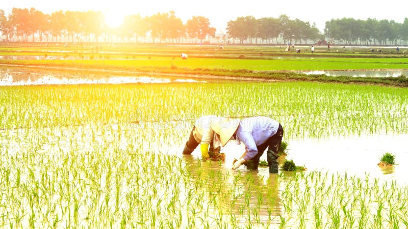 Farmer Planting Rice in the Field Editorial Stock Image - Image of farm ...