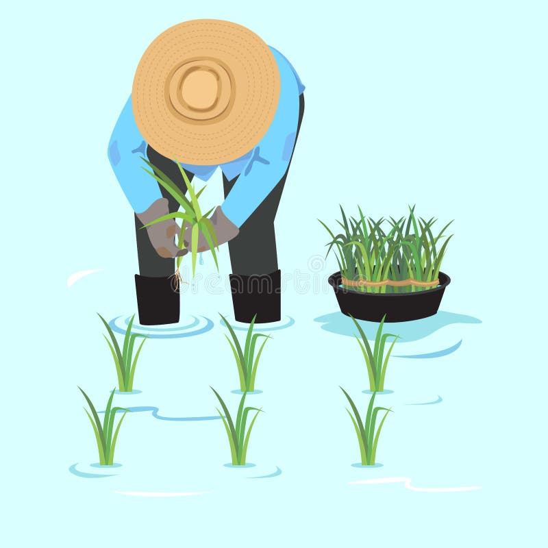 Farmer planting rice stock vector. Illustration of planter - 221622975