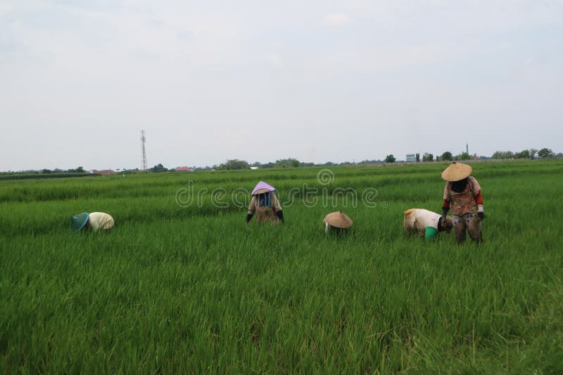 A Farmer Planting Rice in the Fields Stock Image - Image of planting ...