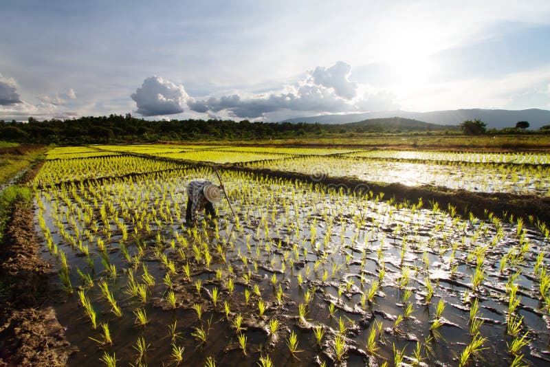Farmer Planting Rice in Fields Stock Image - Image of fields, grains ...