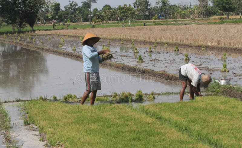 Farmer editorial stock photo. Image of fields, farmer - 61132318