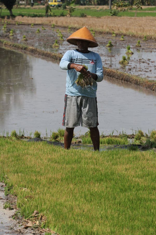 Farmer editorial photography. Image of indonesia, paddy - 61132677