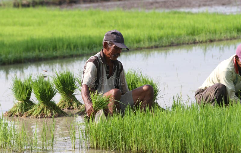 Farmer editorial stock image. Image of farmer, central - 53897579