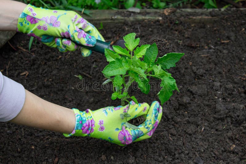 Farmer Planting Tomatoes in the Garden. Planting a Plant. Stock Image ...