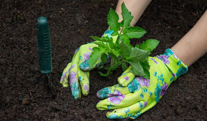 Farmer Planting Tomatoes in the Garden. Planting a Plant. Stock Photo ...
