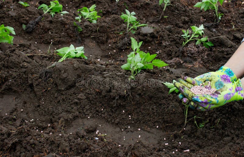 Farmer Planting Tomatoes in the Garden. Planting a Plant. Stock Photo ...