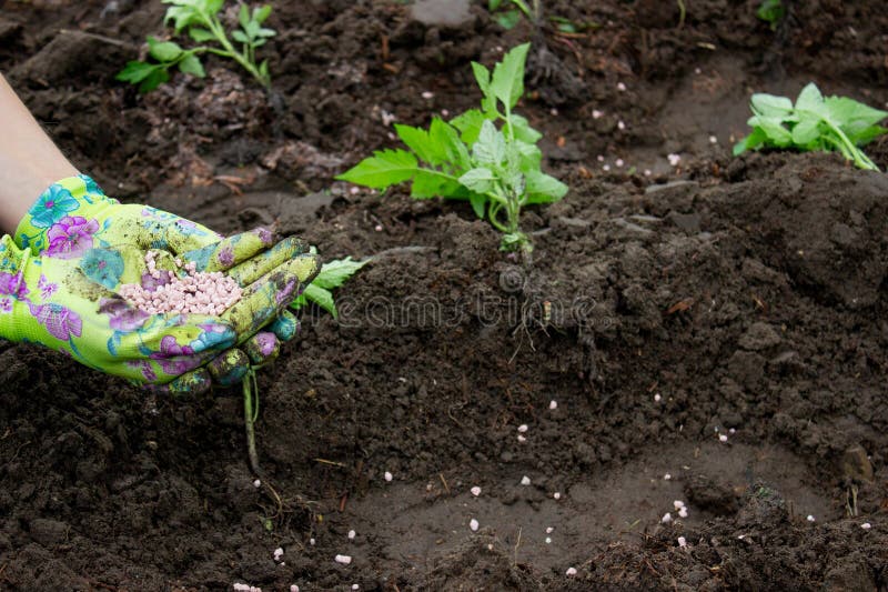 Farmer Planting Tomatoes in the Garden. Planting a Plant. Stock Image ...