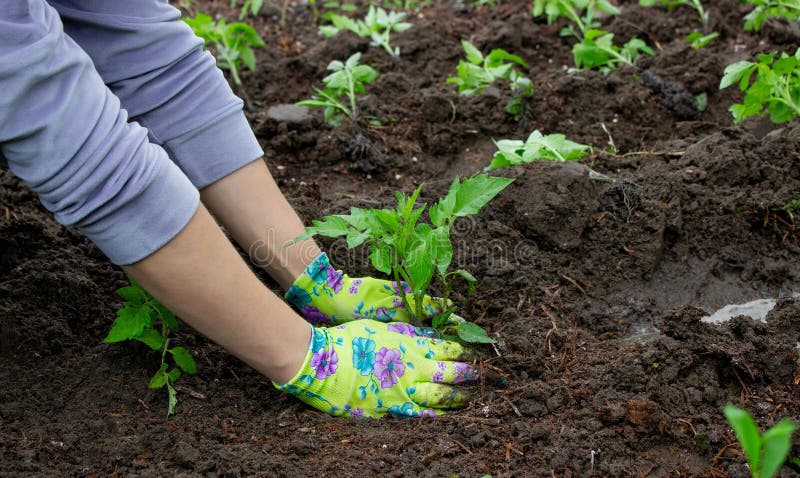 Farmer Planting Tomatoes in the Garden. Planting a Plant. Stock Image ...