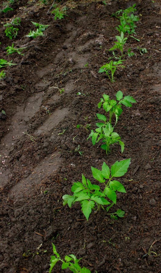 Farmer Planting Tomatoes in the Garden. Planting a Plant. Stock Image ...