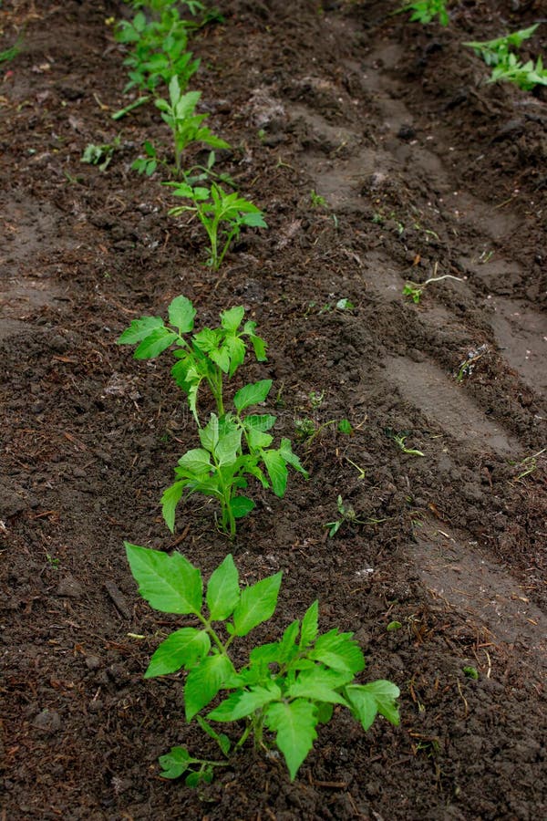 Farmer Planting Tomatoes in the Garden. Planting a Plant. Stock Image ...