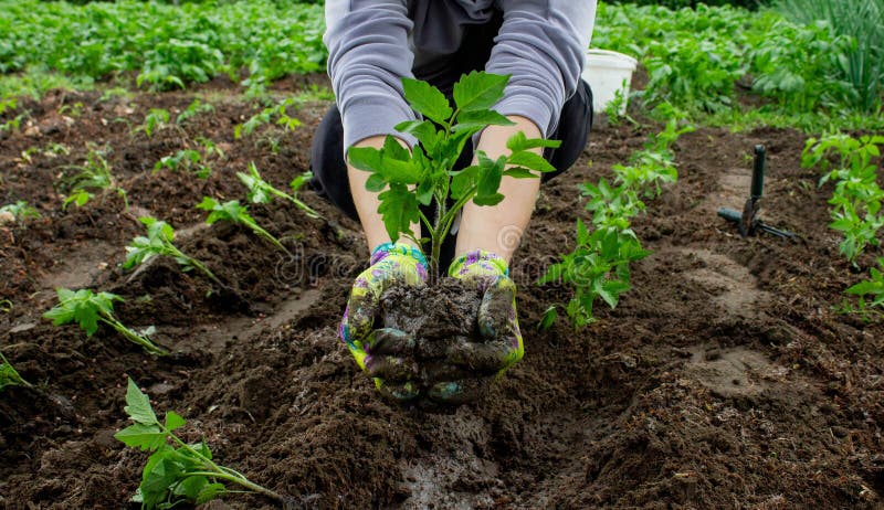 Farmer Planting Tomatoes in the Garden. Planting a Plant. Stock Image ...