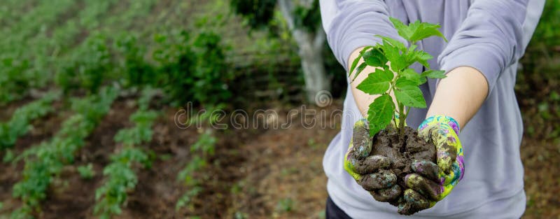Farmer Planting Tomatoes in the Garden. Planting a Plant. Stock Photo ...