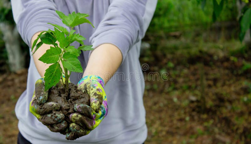 Farmer Planting Tomatoes in the Garden. Planting a Plant. Stock Image ...