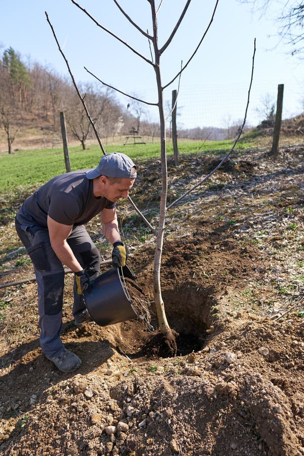 Farmer Planting Walnut Tree Stock Photo - Image of person, active ...