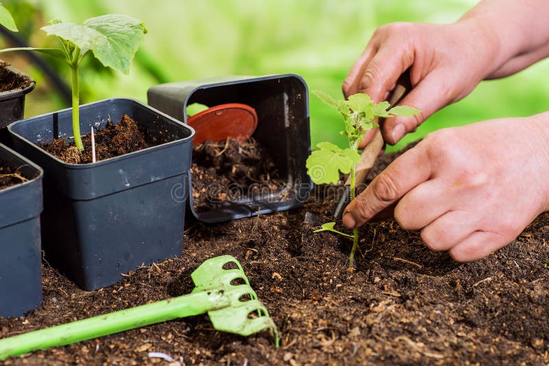 Farmer Planting Young Seedlings in the Ground. Spring Vrepya Seedlings ...