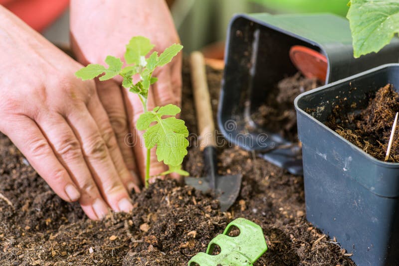 Farmer Planting Young Seedlings in the Ground. Spring Vrepya Seedlings ...