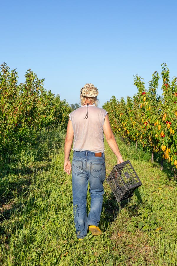 A Farmer with a Plastic Container Goes To Pick Cherries between the ...