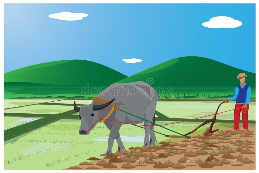 Farmer Plow Con Paddy Field Stock Illustration - Illustration of ...