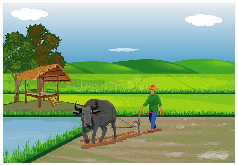 The Farmer Plow in Paddy Field Stock Vector - Illustration of grass ...