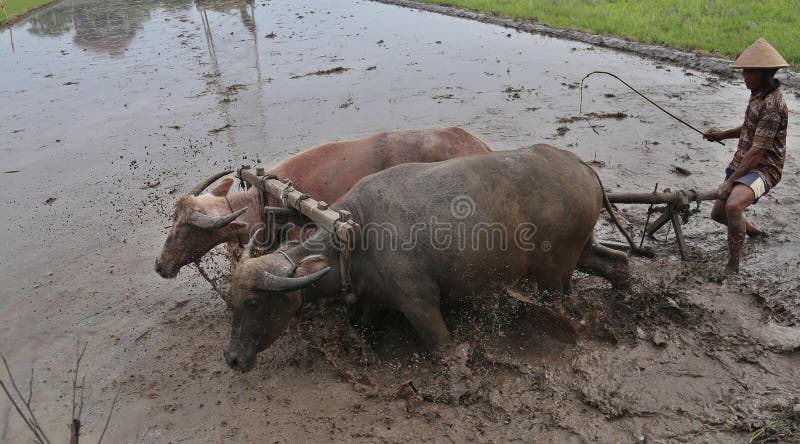 Farmer Plowing a Field Using Traditional Tools Editorial Photo - Image ...