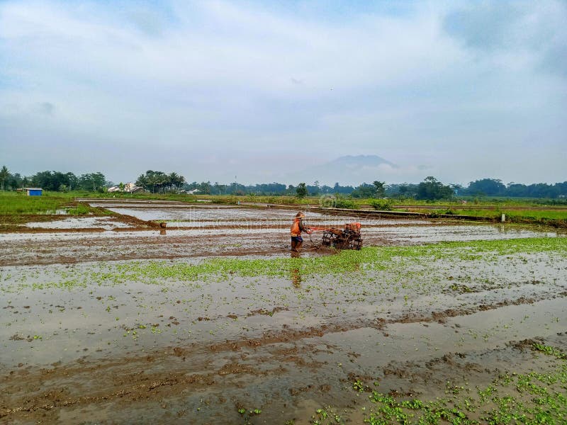 A Farmer Plowing a Flooded Rice Field with a Hand Tractor. Stock Photo ...