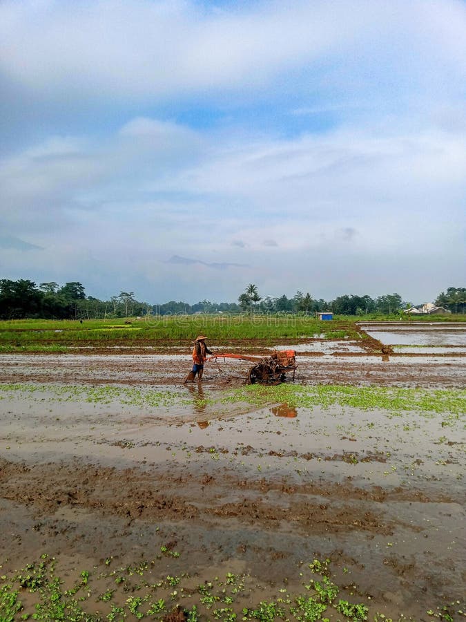 A Farmer Plowing a Flooded Rice Field with a Hand Tractor. Stock Photo ...
