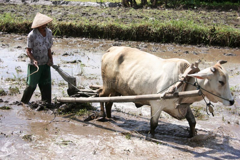 Farmer Plowing His Rice Field with Cows Editorial Photography - Image ...