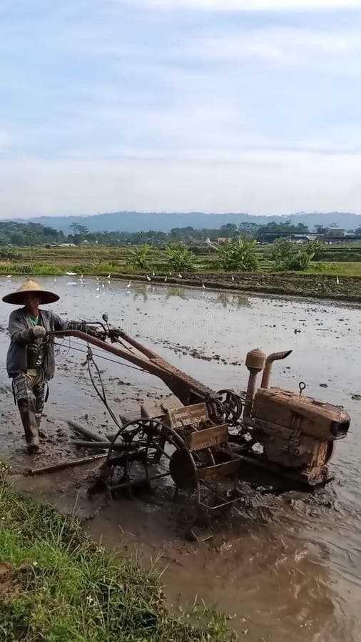 Farmer Plowing a Muddy Rice Field with a Hand Tractor Stock Photo ...